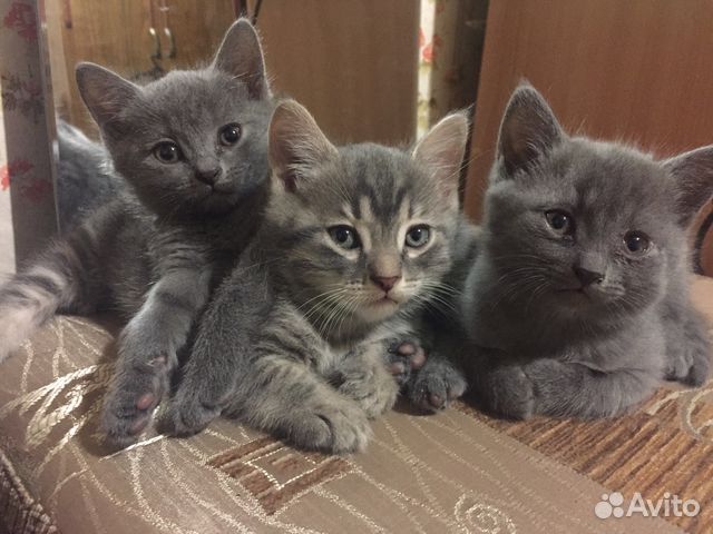 Продаются британские котята