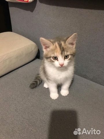 Помесь сингапурской кошки и обычной