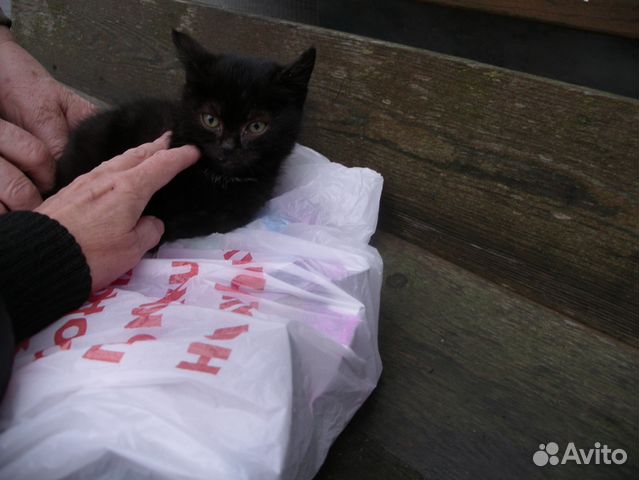 Очень хорошенький котенок