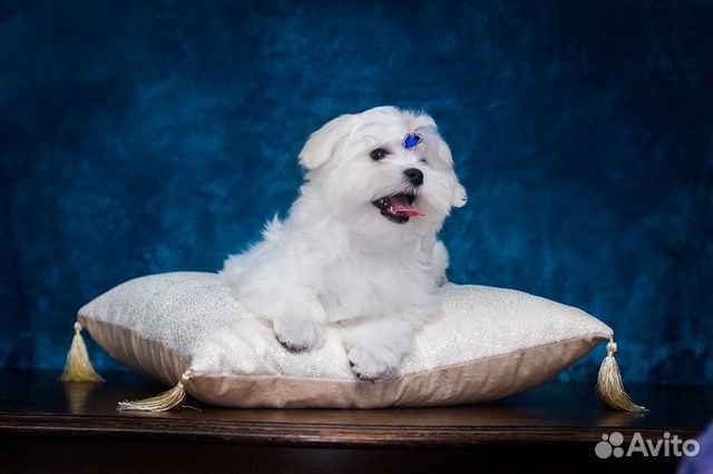 Сладкий щенок мальтезе