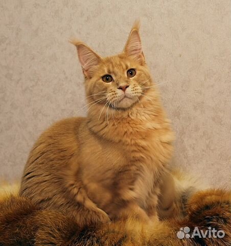 Мейн-кун Симба