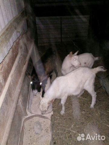 Козлы на племя