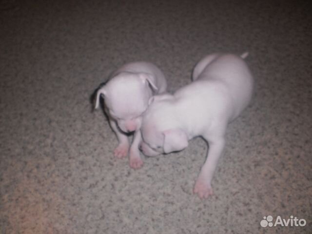 Продам Той-терьерчиков