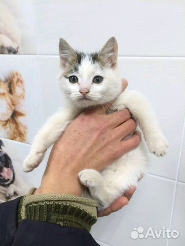 Котик 2мес 15.09.18