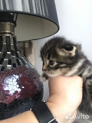 Сибирские вислоухие котята