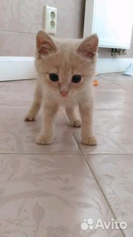 Палевая персиковая кошечка Люська