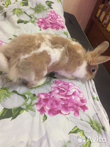 Отдадим кролика в хорошие руки
