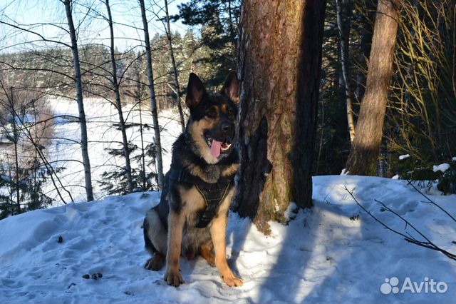 Шикарные Восточники