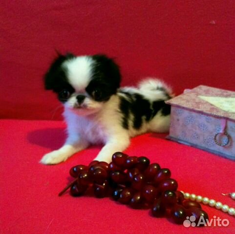 Миниатюрный мальчик Японского хина