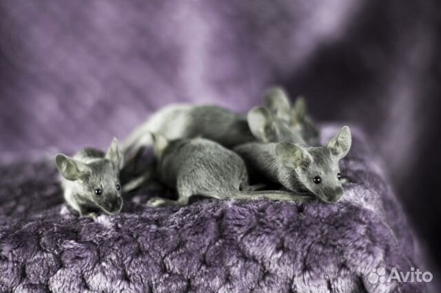 Мыши, мышата