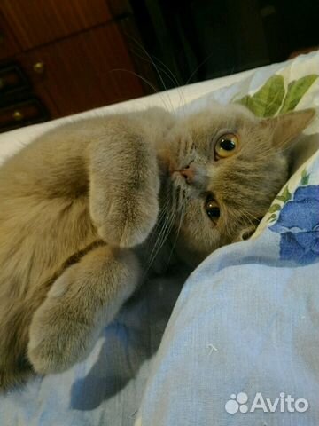 Британская очаровашка