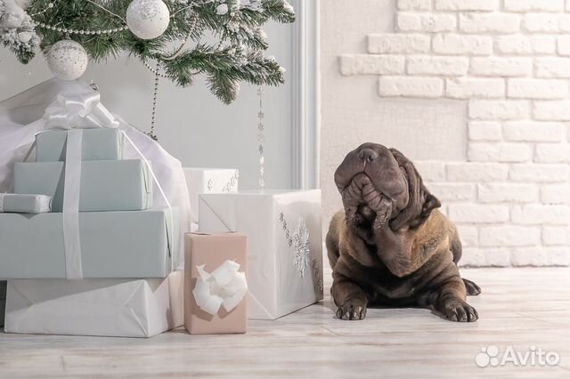 Черная Жемчужина