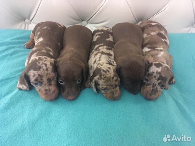 Цветные щенки таксы