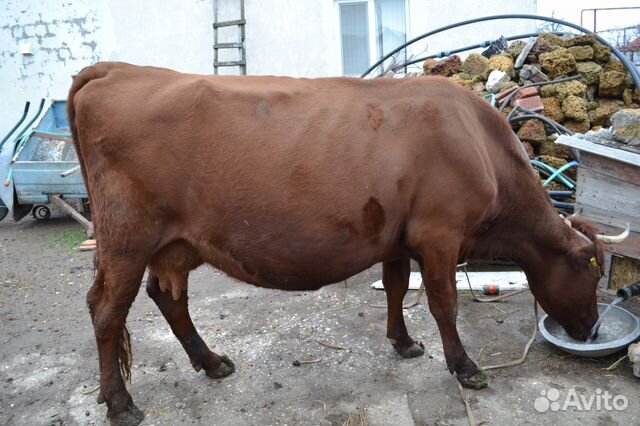 Продам стельную корову