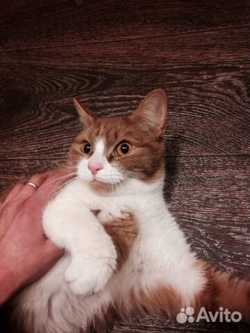 Отдам кота Саню