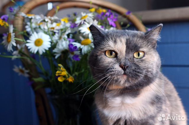 Медея ждет хозяина