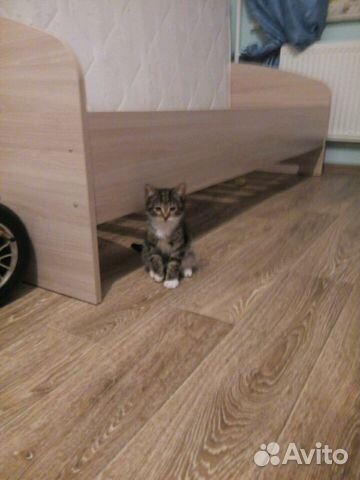 Котята милые им 2 месяца