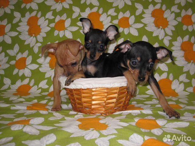 Мини -девочка и два мальчика - тойчики