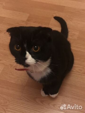 Кошечка вислоухая британка