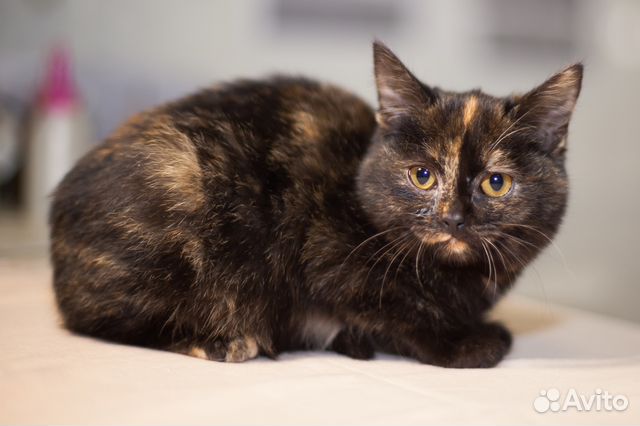 Самая ласковая Плюшка в добрые руки