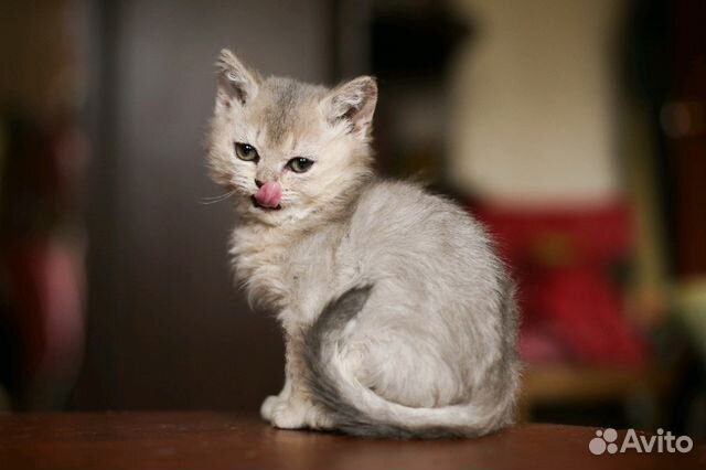 Селкирк-рекс