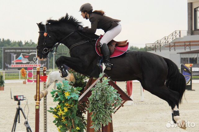 Мерин в Спорт