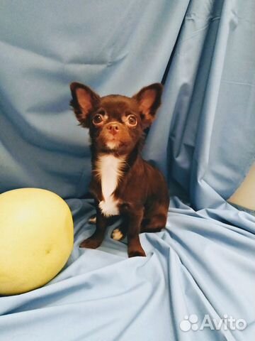Прелестная кокетка девочка чихуахуа