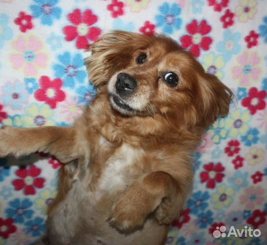 Спасниелька Бобо в дар