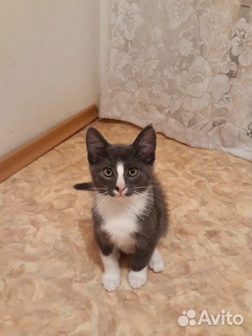 Очень ласковый котенок