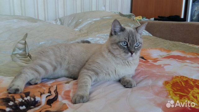 Котик ищет кошку