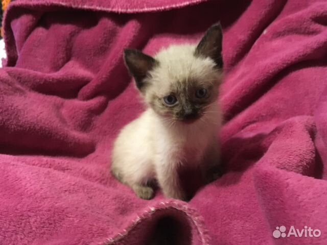 Тайские котята