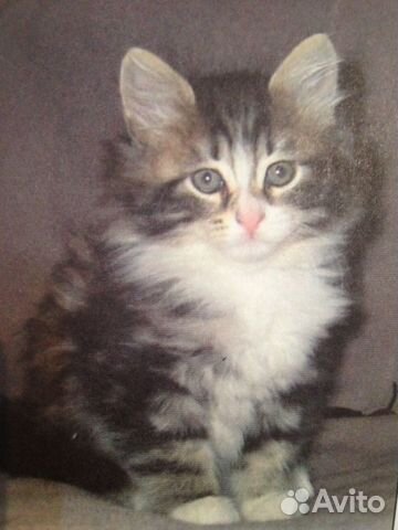 Потрясающе обаятельная девочка озорной пушистик