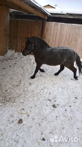 Продается Пони