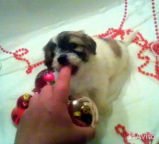 Болонка девочка 2мес как мальтипу