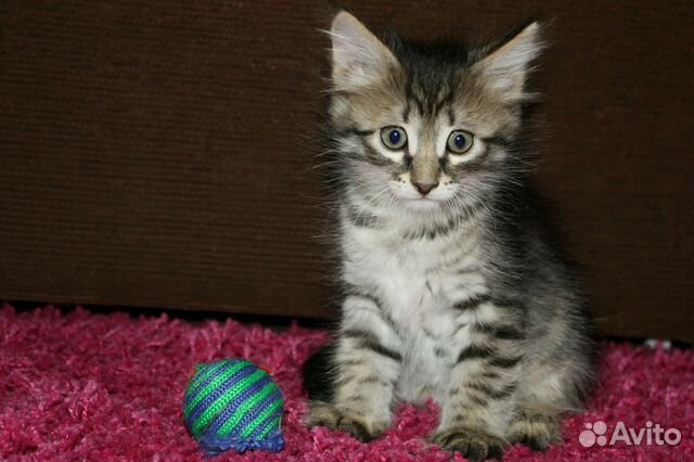 Длиннолапый мальчик манчкин