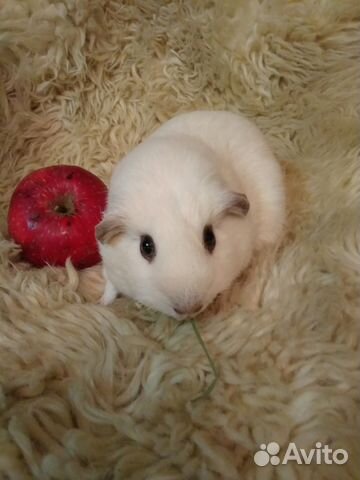 Свинки ам.тедди, гладкие, абиссинцы