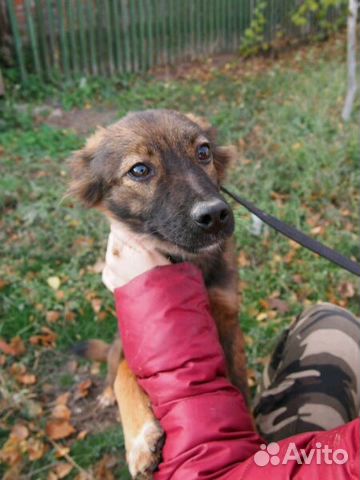 Девочка лисичка