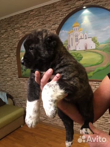 Продаю щенков среднеазиатской овчарки -Алабай