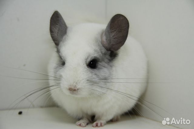 Самец шиншиллы Белый