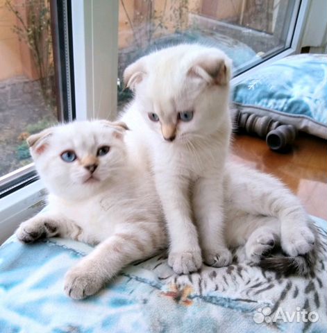 Синеглазый мальчуган