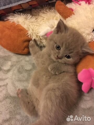 Британские котята