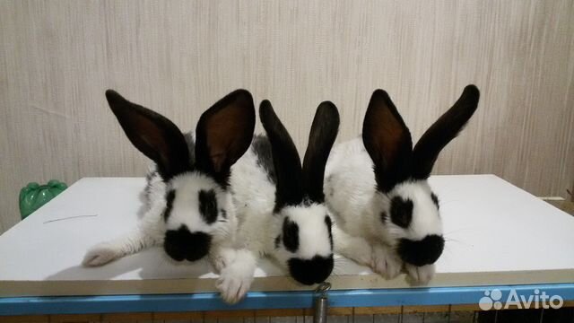 Кролики нпв