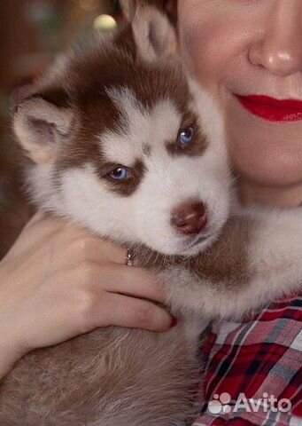 Мальчик Рыжий Голубоглазый