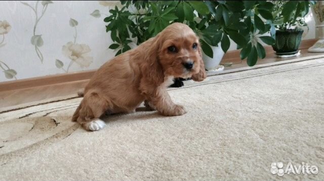 Английский Кокер спаниель девочка