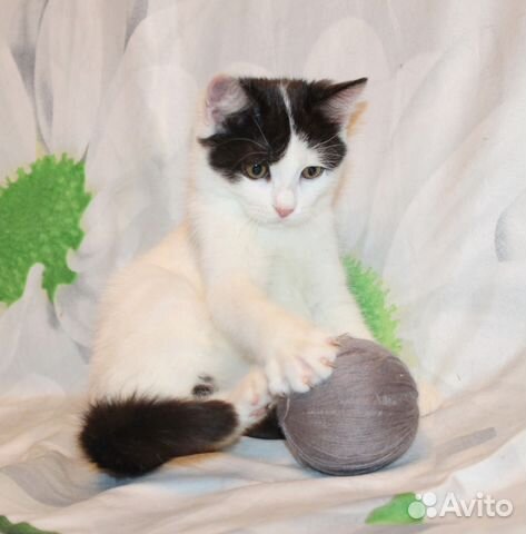 Самые игривые котята в поисках дома