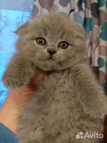Шотландская кошечка- красавица