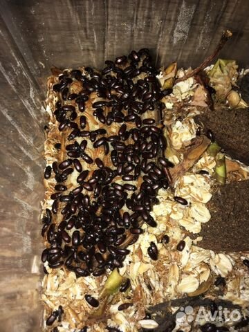 Жук-знахарь