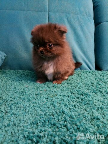 Помчи мальчик. Дизайнерская порода модная в Европе