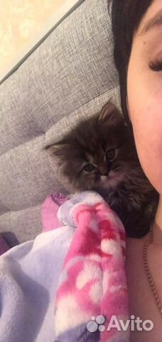 Коенок сибирский