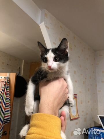 В добрые руки